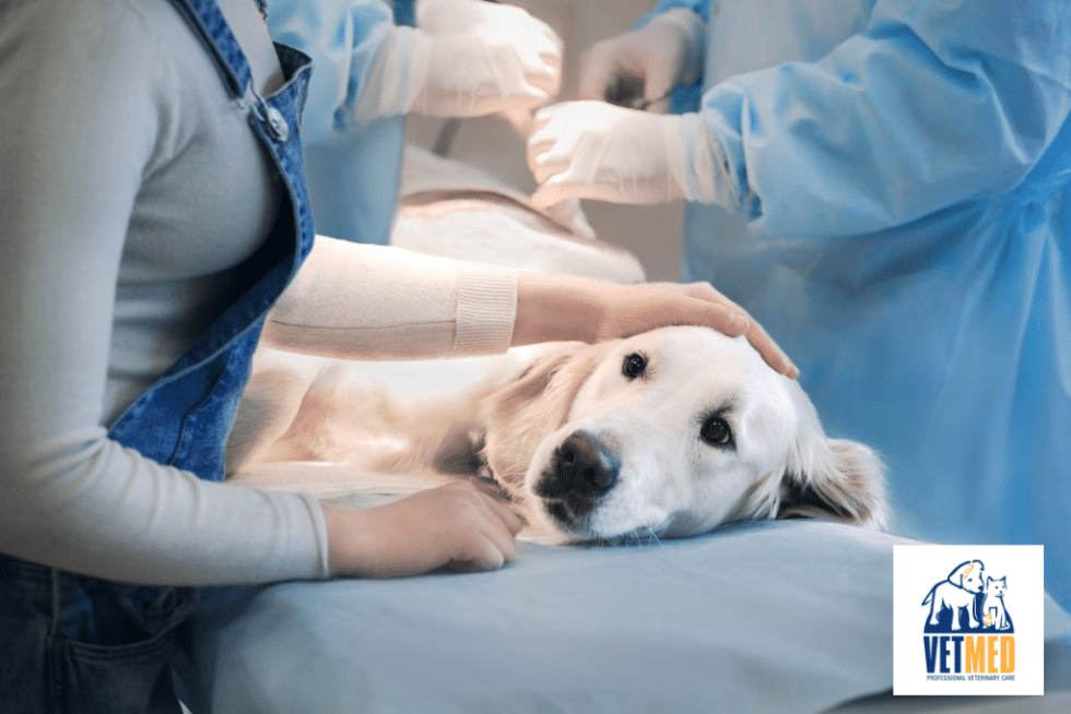 Male Dog Desexing - Puppy - Canines - Veterinary Clinic Sydney | VetMed