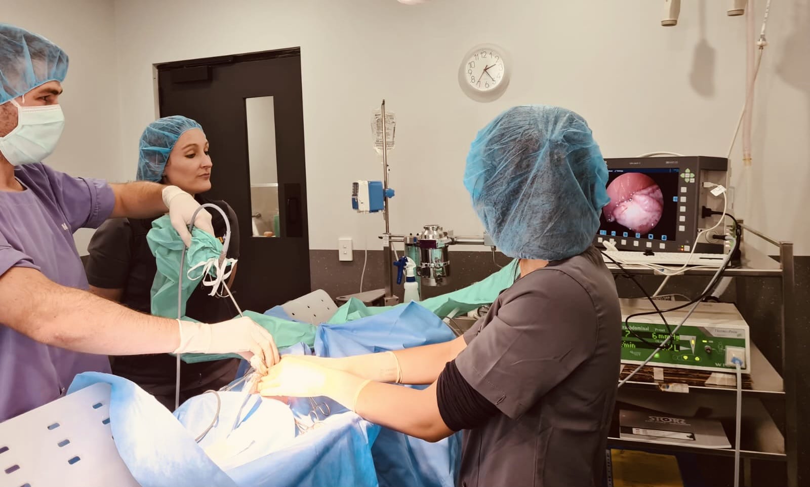 The Benefits of Laparoscopic Surgery for Pets - Vetmed