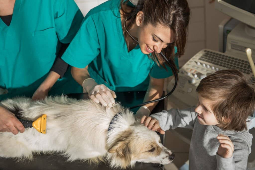 Trusted Veterinary Services, Pet Grooming & Cat Vaccinations on ...