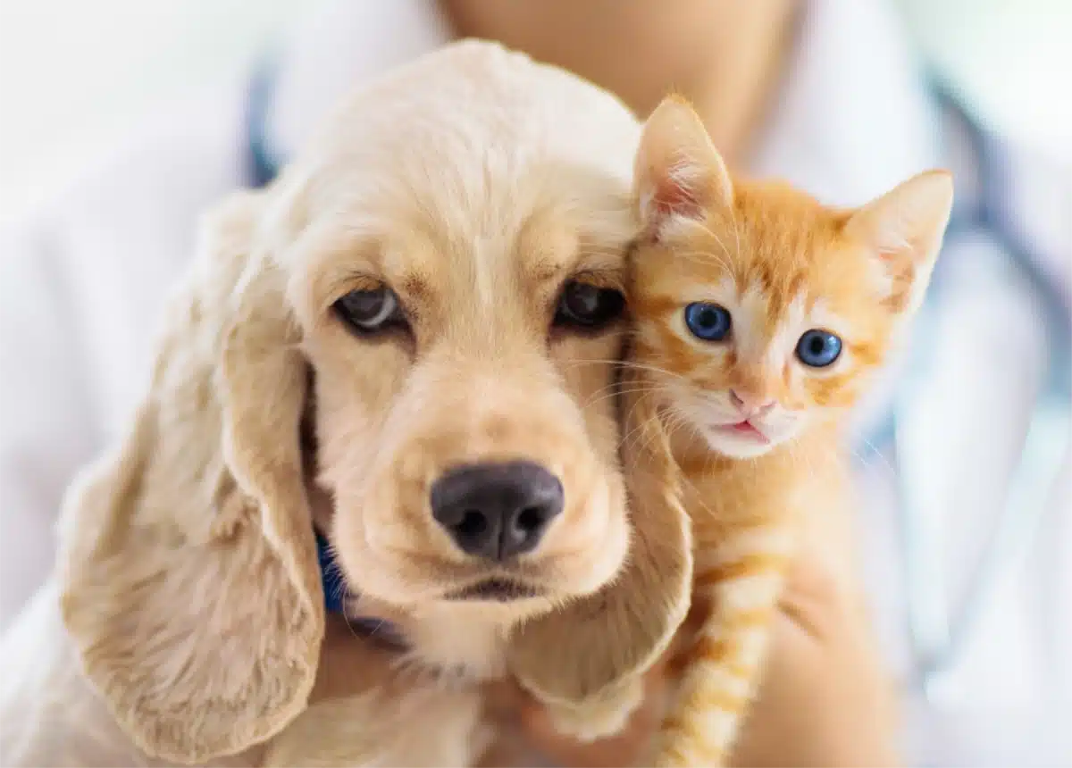 The Importance of Regular Veterinary Check-ups for Your Pets - Vetmed