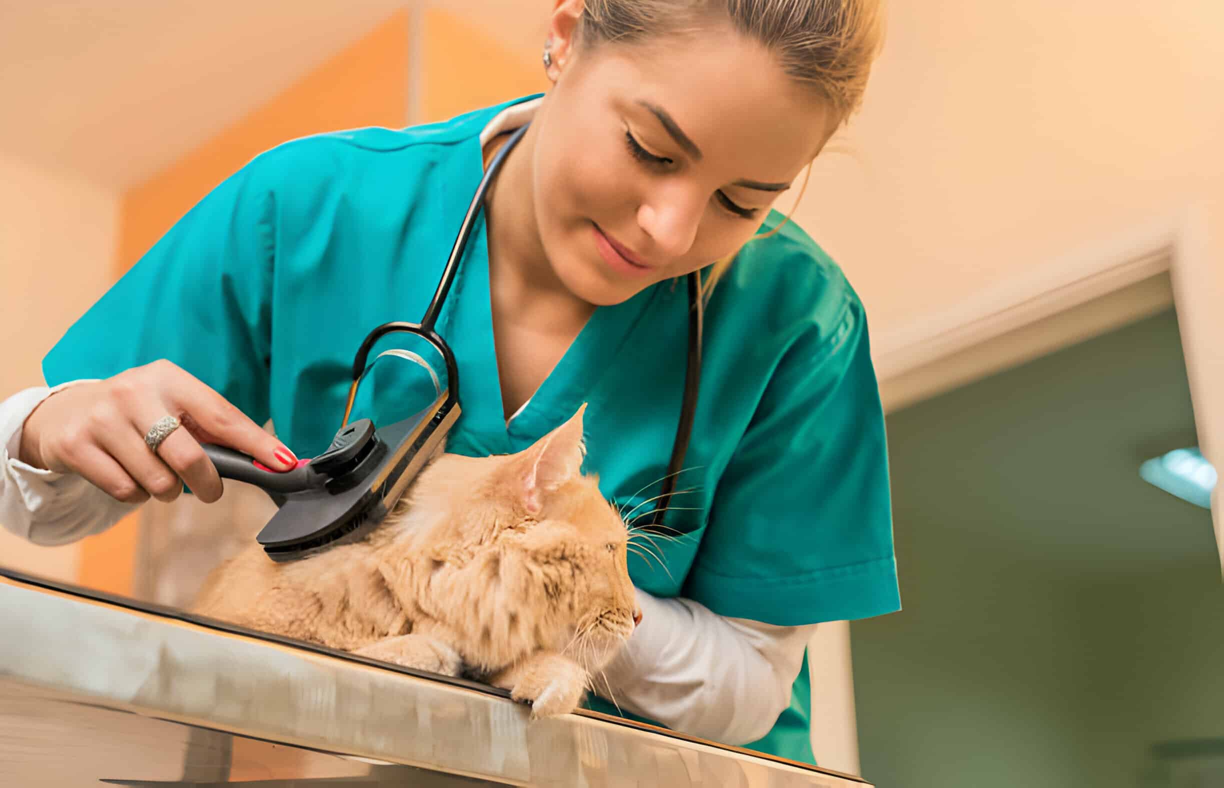Cat Wellness Solutions: Desexing by VetMed in Eastern Suburbs