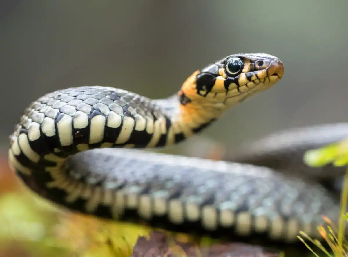Protecting Your Pet from Snake Bites: What Every Pet Owner Should Know ...