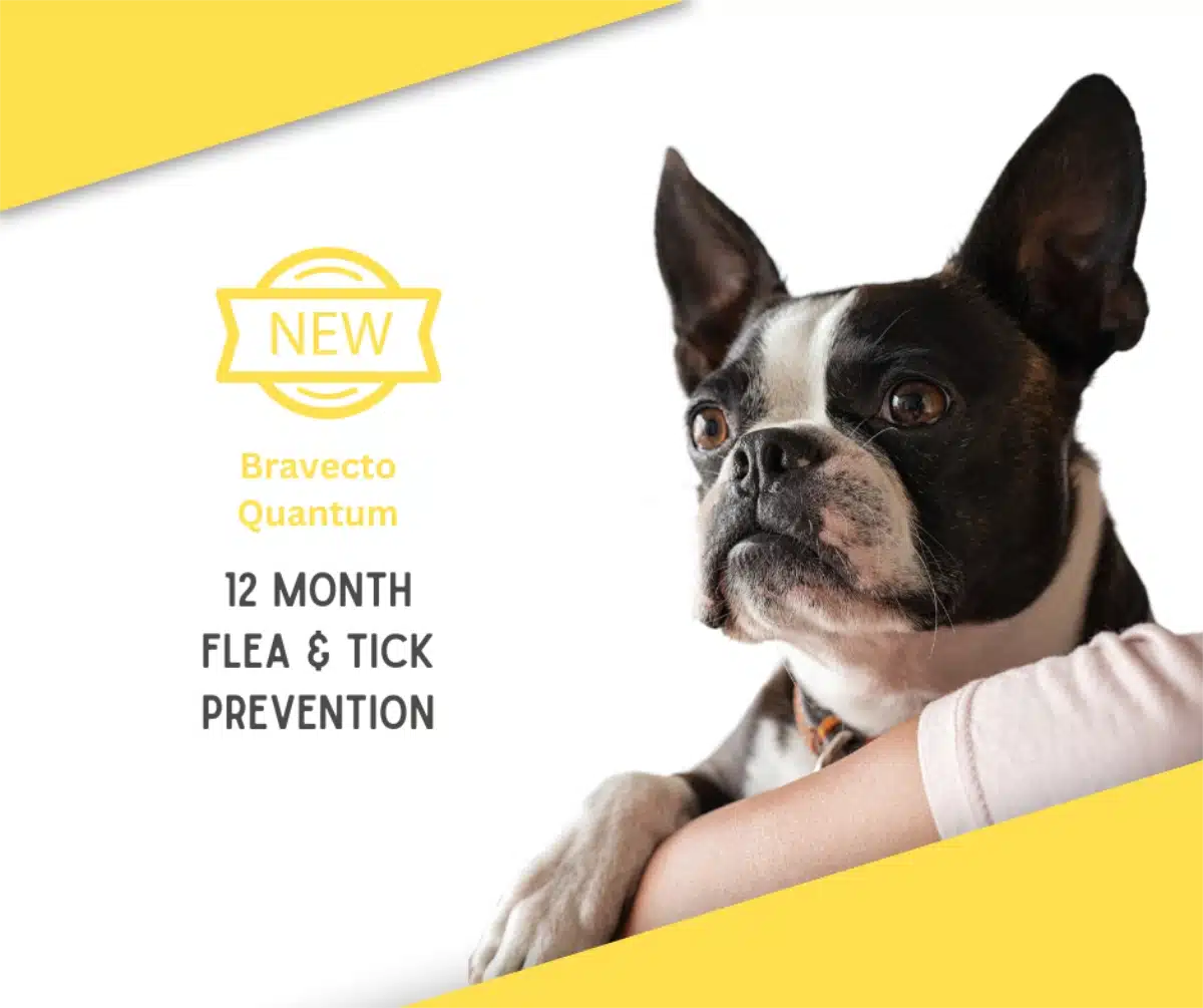 Keep Your Dog Protected This Tick Season with Bravecto Quantum - Vetmed